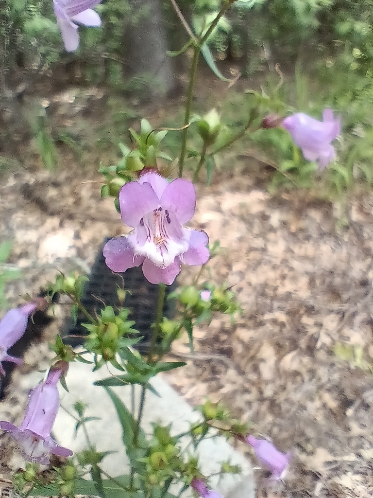 Sharpsepal Beardtongue from Cedar Hill, TX, USA on April 24, 2024 at 01 ...