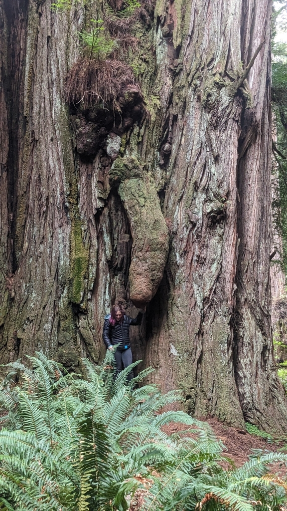 coast redwood from Orick, CA 95555, USA on April 24, 2024 at 08:00 AM ...