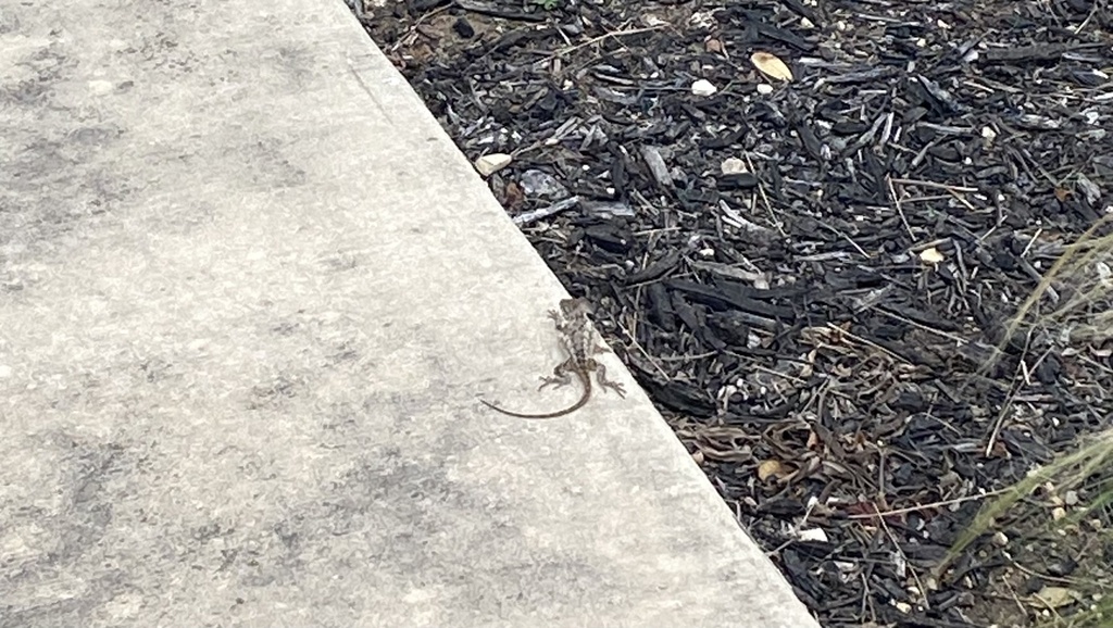 Sceloporine Lizards from Texas A&M University, San Antonio, TX, US on ...