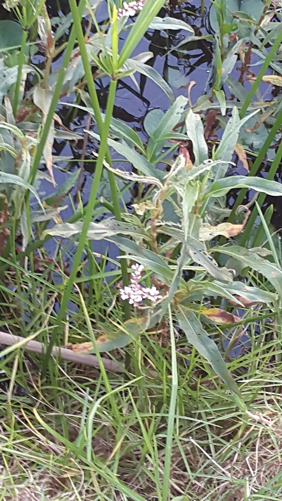 Grey African Snakeroot from 6 Edison St, Longlands, Cape Town, 7140 ...