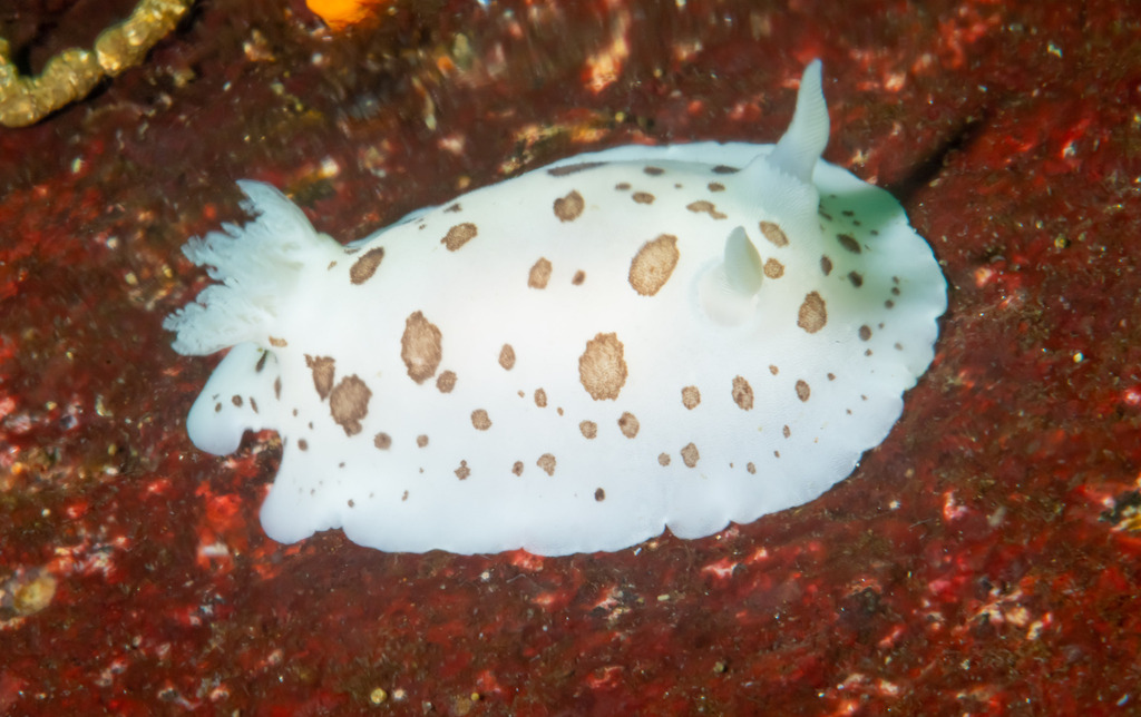 Northern Leopard Dorid from Egmont, British Columbia, Canada on April ...