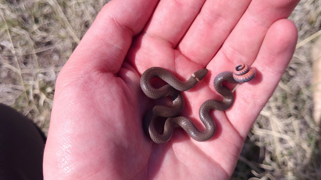 ring-necked snake in April 2024 by creaturecrew · iNaturalist