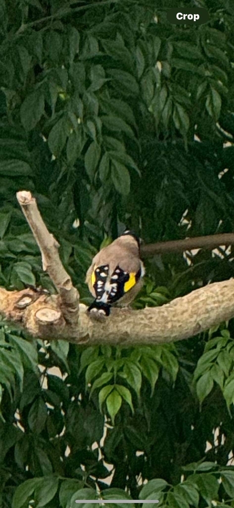 European Goldfinch in April 2024 by FreakOftheLitter · iNaturalist