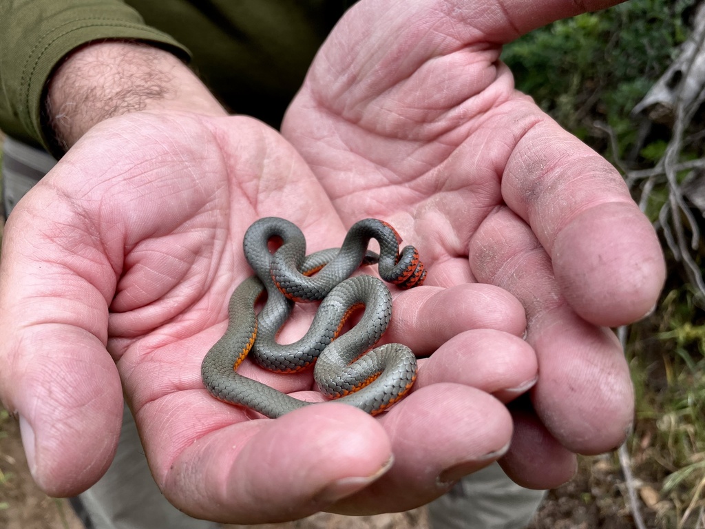 Pacific Ringneck Snake from Goodspeed Trail, Kenwood, CA, US on April ...