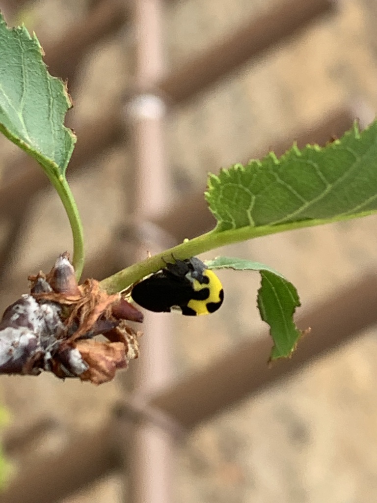 Mexican Treehopper from Privada Retorno de Capulín, Ciudad López Mateos ...