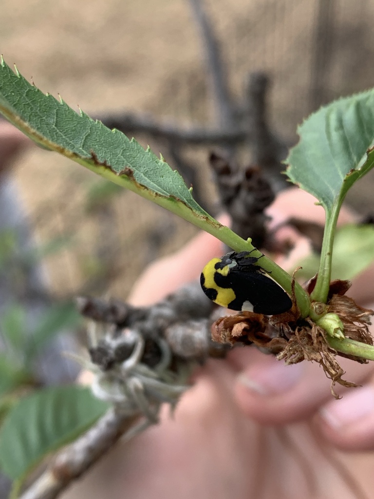 Mexican Treehopper from Privada Retorno de Capulín, Ciudad López Mateos ...