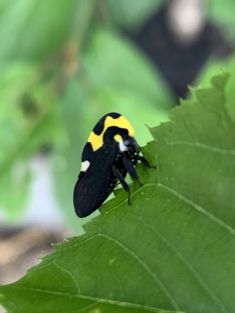 Mexican Treehopper from Privada Retorno de Capulín, Ciudad López Mateos ...
