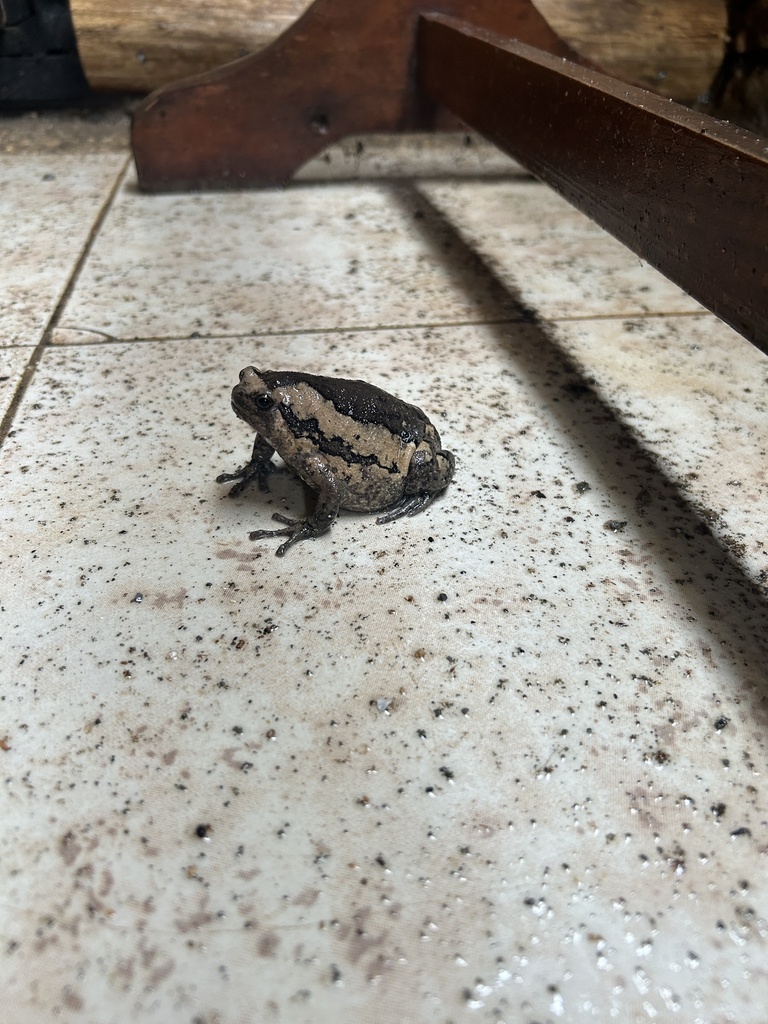 Asian Painted Frog from South China Sea, Mimaropa, PH on April 25, 2024 ...