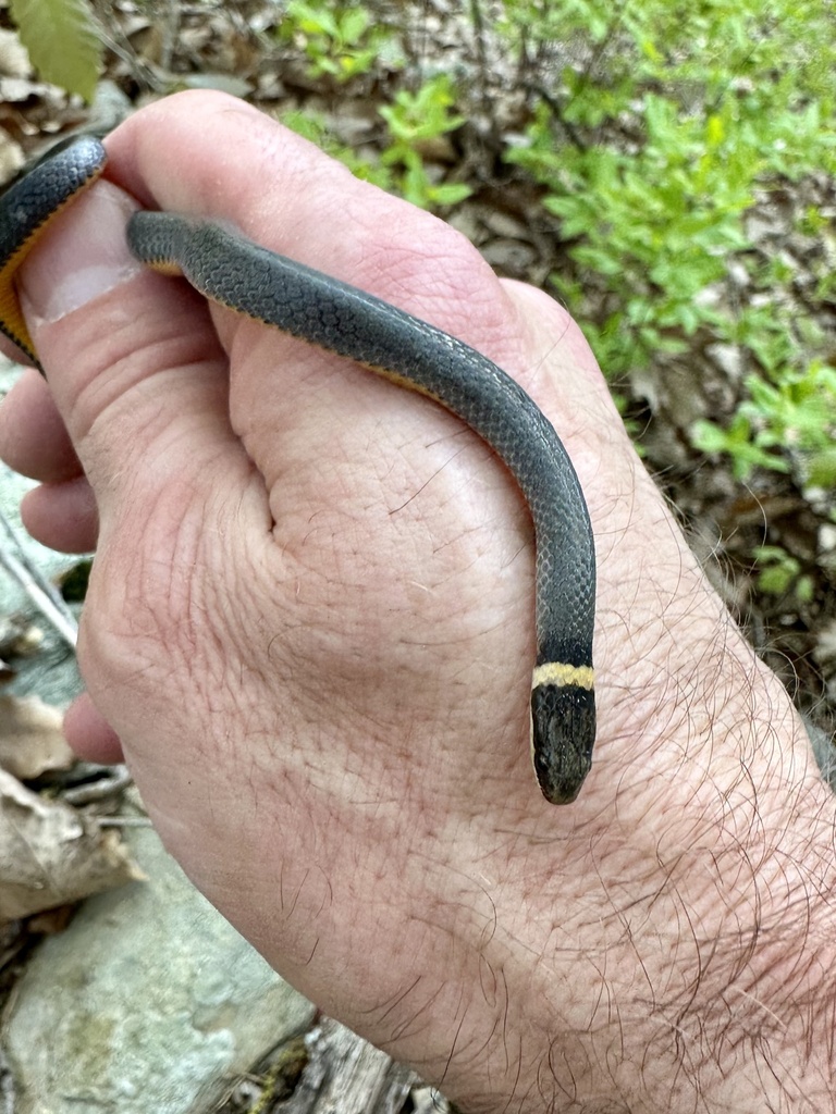 Northern Ringneck Snake in April 2024 by novah21 · iNaturalist