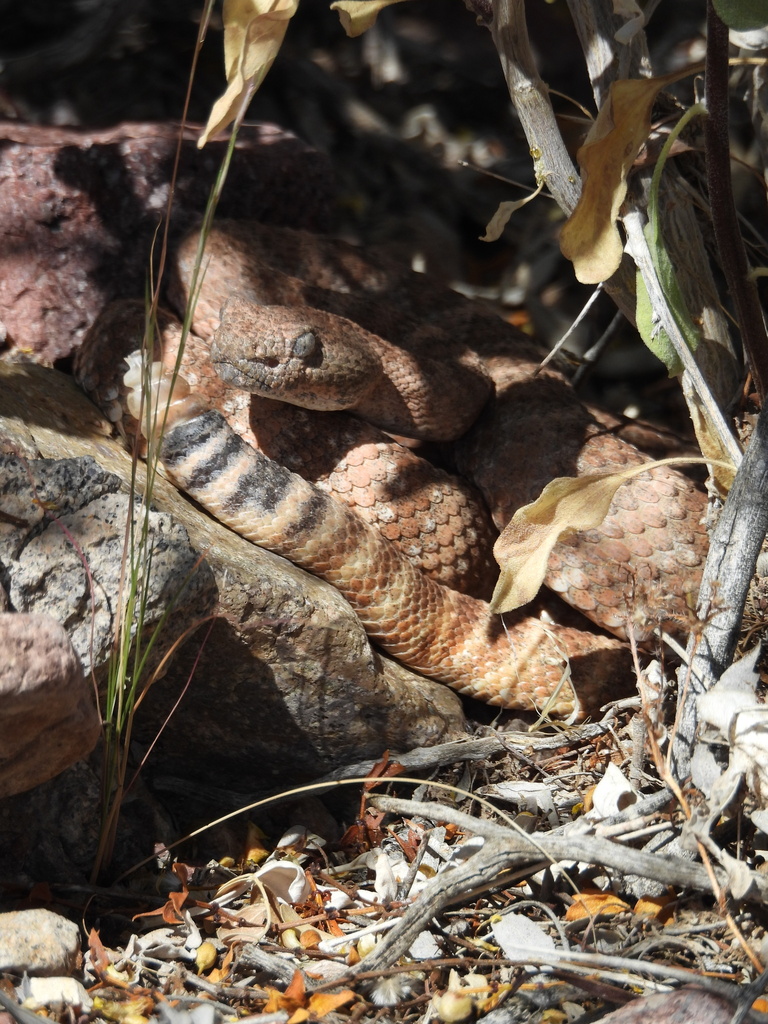 Southwestern Speckled Rattlesnake from Kofa National Wildlife Refuge, Yuma, AZ, US on April 24 ...