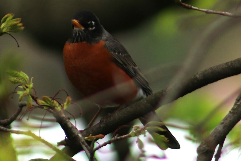 American Robin from Oil City, PA 16301, USA on April 24, 2024 at 12:06 ...