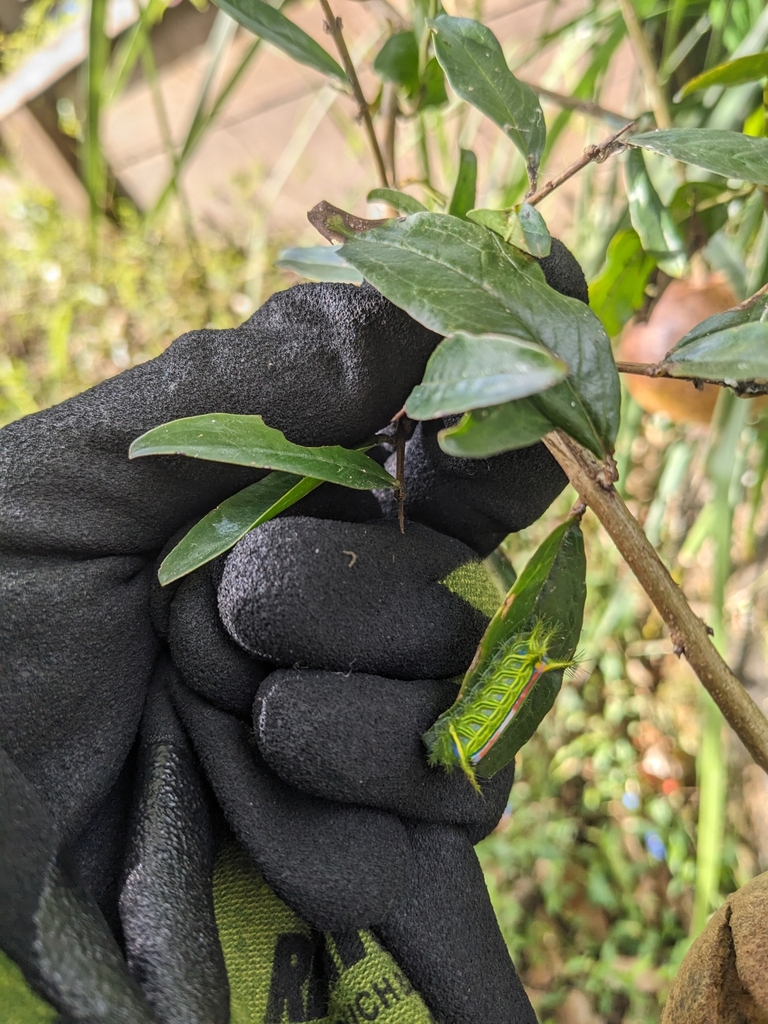 Slug Caterpillar Moths from Mapleton QLD 4560, Australia on April 25 ...