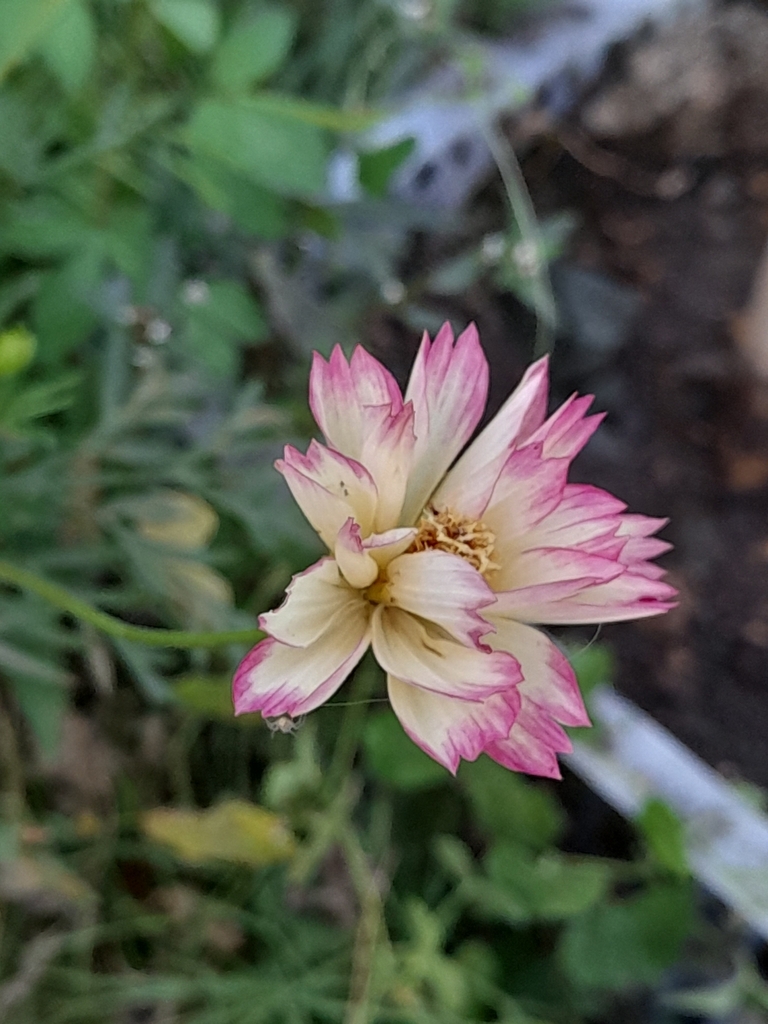flowering plants on April 13, 2024 at 05:58 PM by Trisha Nicole Yamo ...