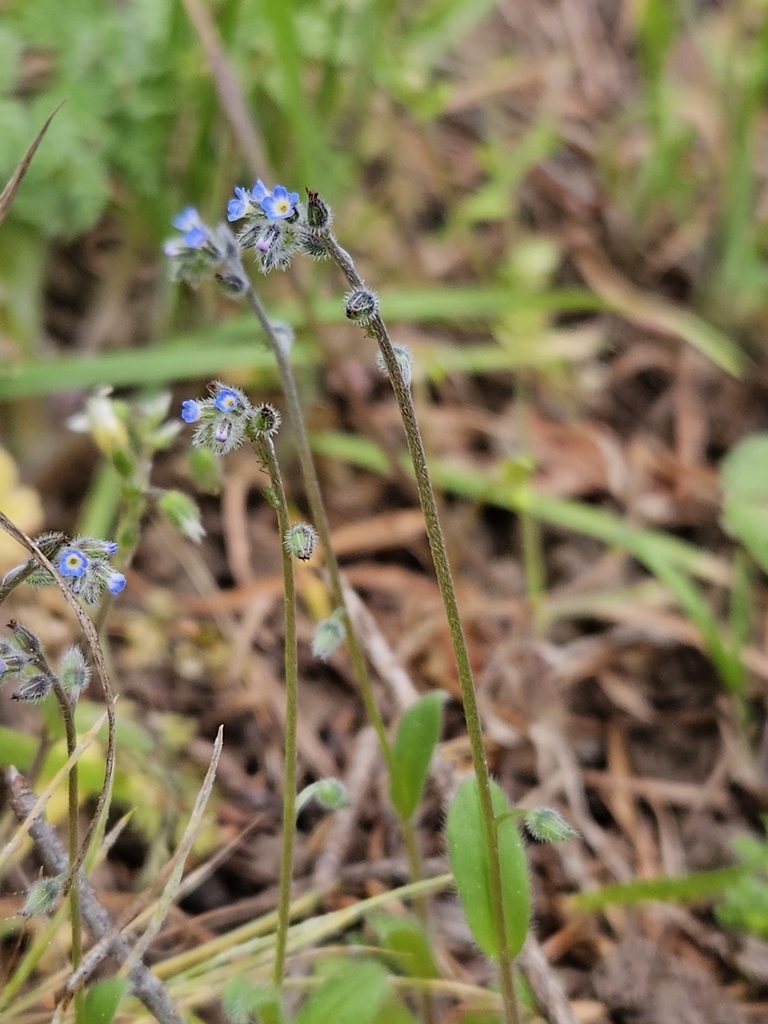 Early Forget-me-not from Friday Harbor, WA 98250, USA on April 24, 2024 ...