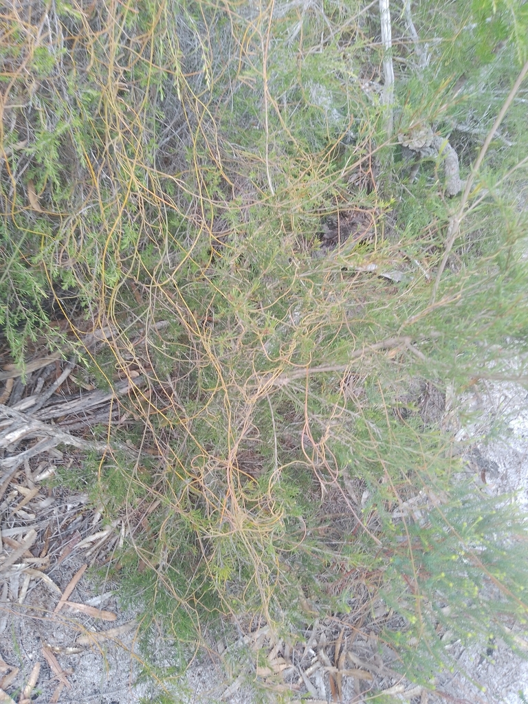 Dodder Laurels from Woodgate QLD 4660, Australia on April 25, 2024 at ...