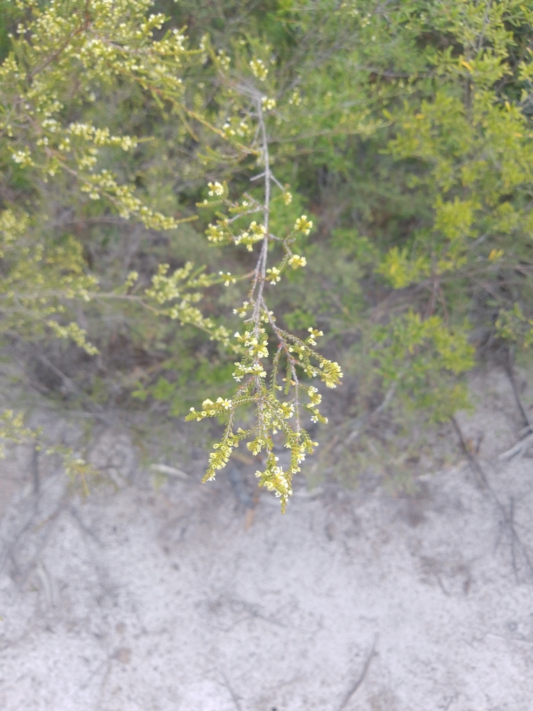 myrtle family from Woodgate QLD 4660, Australia on April 25, 2024 at 01 ...