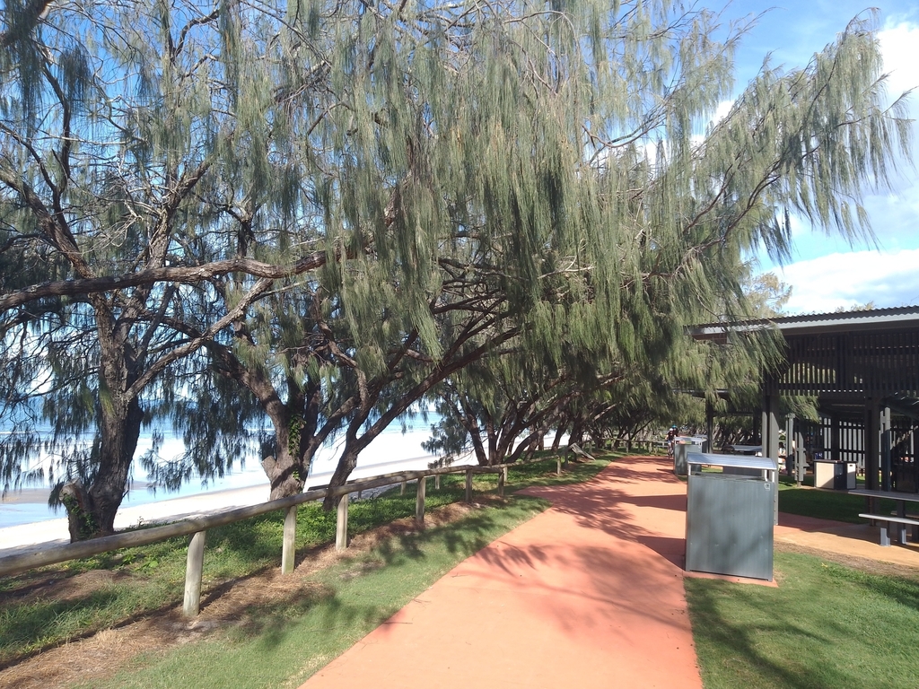 Beach Sheoak from Woodgate QLD 4660, Australia on April 25, 2024 at 02: ...