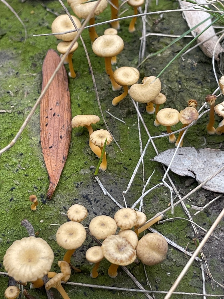 Lichenomphalia from Kookaburra Bush Cct, Frankston South, VIC, AU on ...