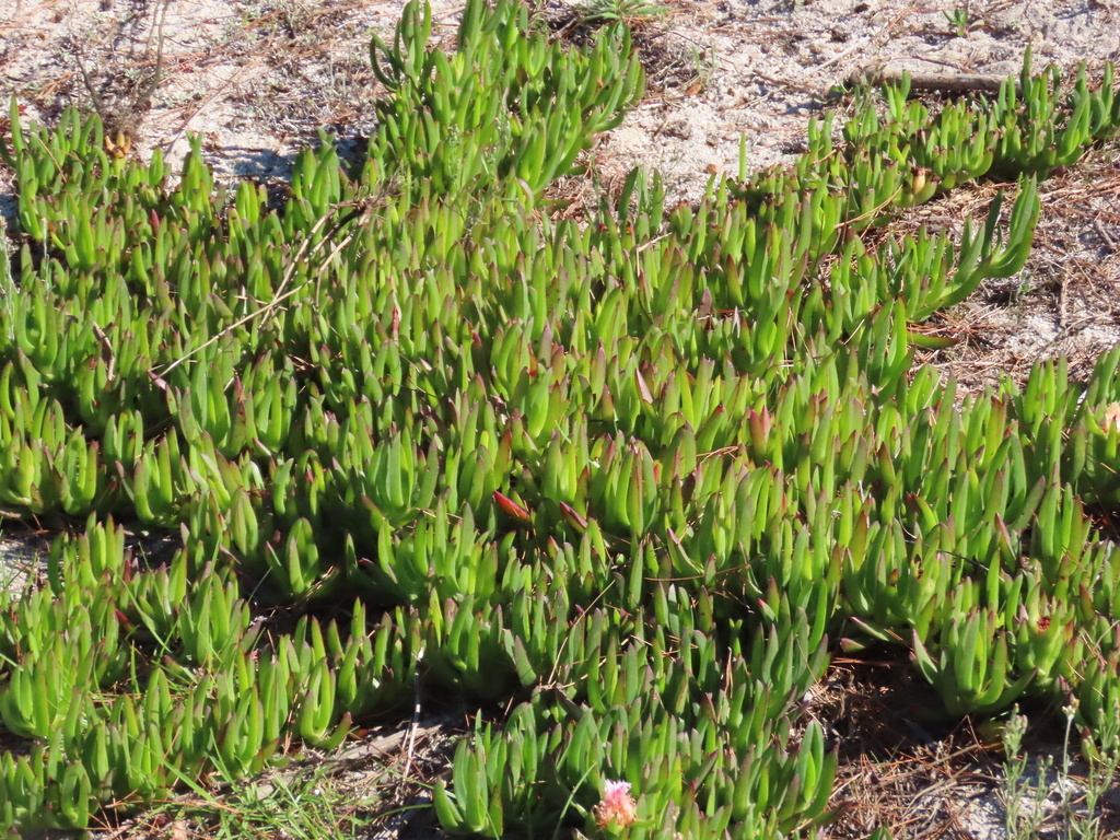 sea fig from Bergvliet, Cape Town, 7945, South Africa on April 27, 2019 ...