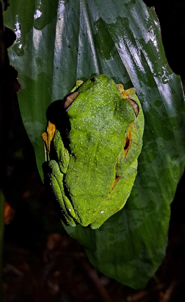 Wallace's Flying Frog from Hulu Semenyih, Selangor, Malaysia on April ...