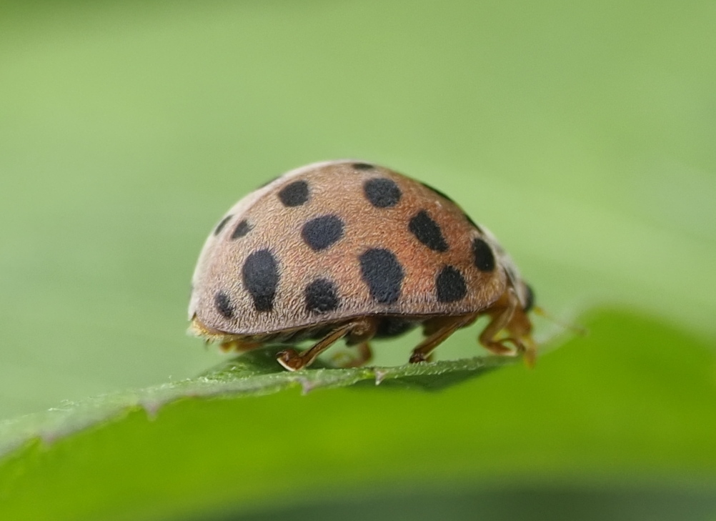 Hadda Beetle in April 2024 by 🌳🌾🍂🏔️🐚🌊S Dowell 🐦🌱🍄🌿🐛🍀 · iNaturalist