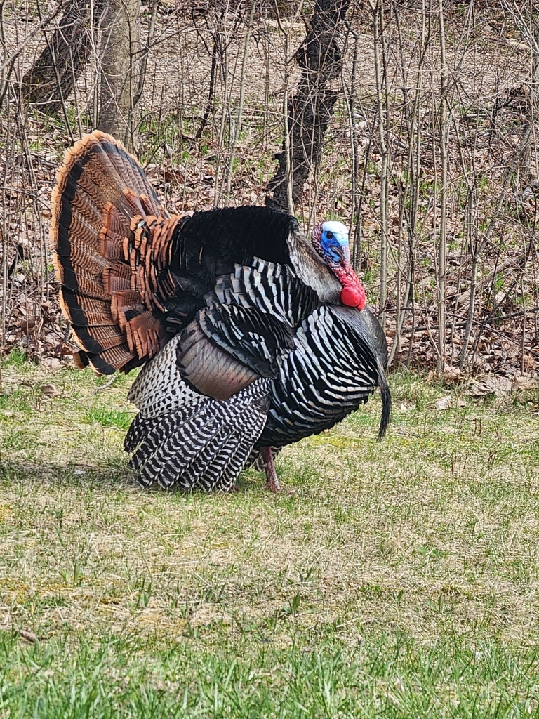 Wild Turkey from Worcester, MA 01606, USA on April 17, 2024 at 04:00 PM ...