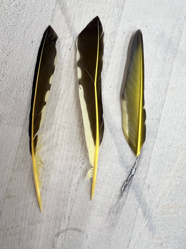 Northern Yellow-shafted Flicker from W 67th St, Merriam, KS, US on ...