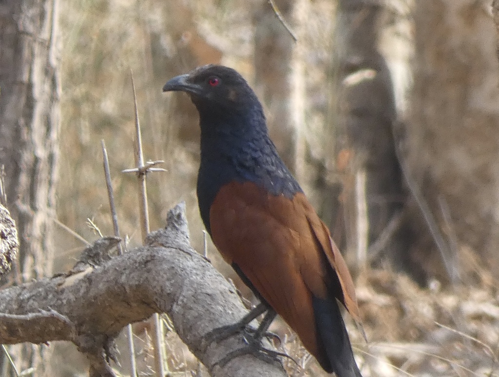 Greater Coucal from Bandipur Wildlife Sanctuary, Mysuru, KA, IN on ...