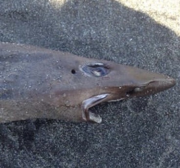 Brown Catshark from Mauren Beach, Arcata, CA, US on May 21, 2016 at 10: ...
