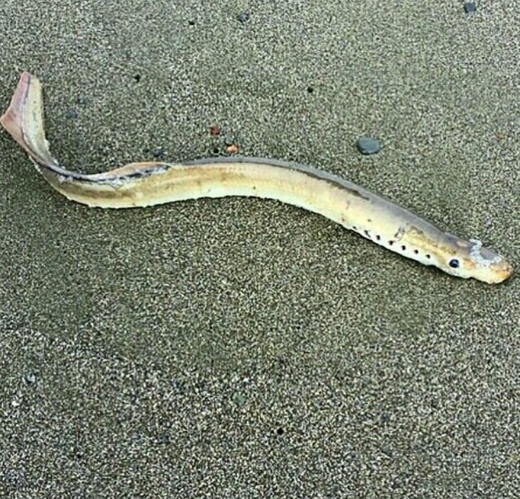Pacific Lamprey from CA, US on May 20, 2016 at 12:01 PM by Mackenzie ...