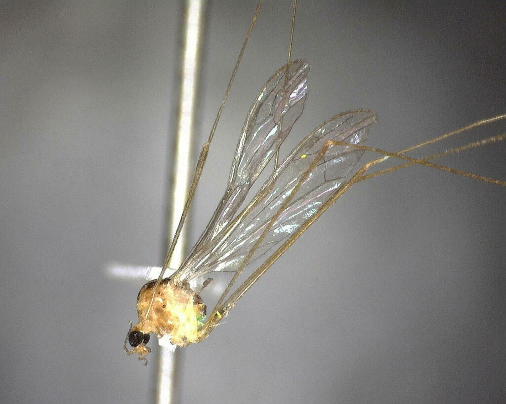 Typical Crane Flies from Kimble County, TX, USA on May 3, 2023 at 12:16 ...