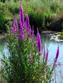 Purple Loosestrife (Deer Grove Natural Areas Volunteers Invasive ...