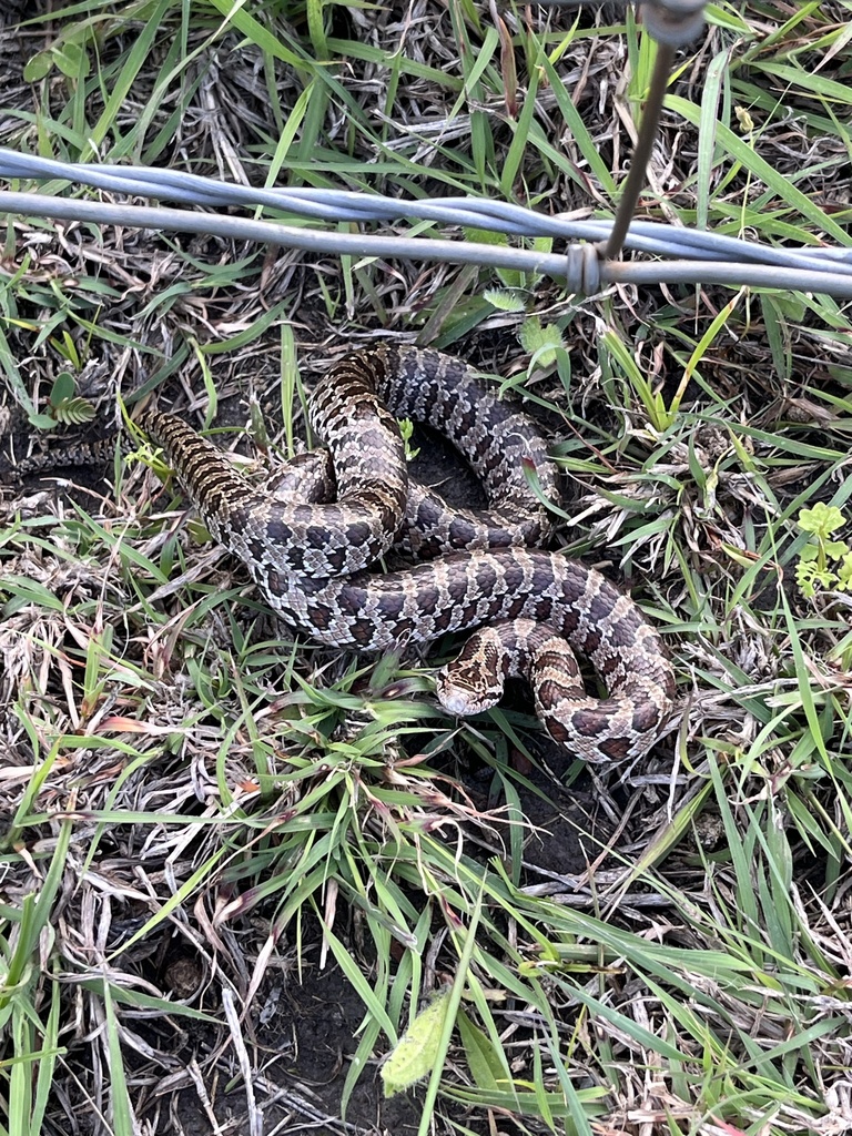 Prairie Kingsnake from Barry, TX, US on April 23, 2024 at 07:03 PM by ...