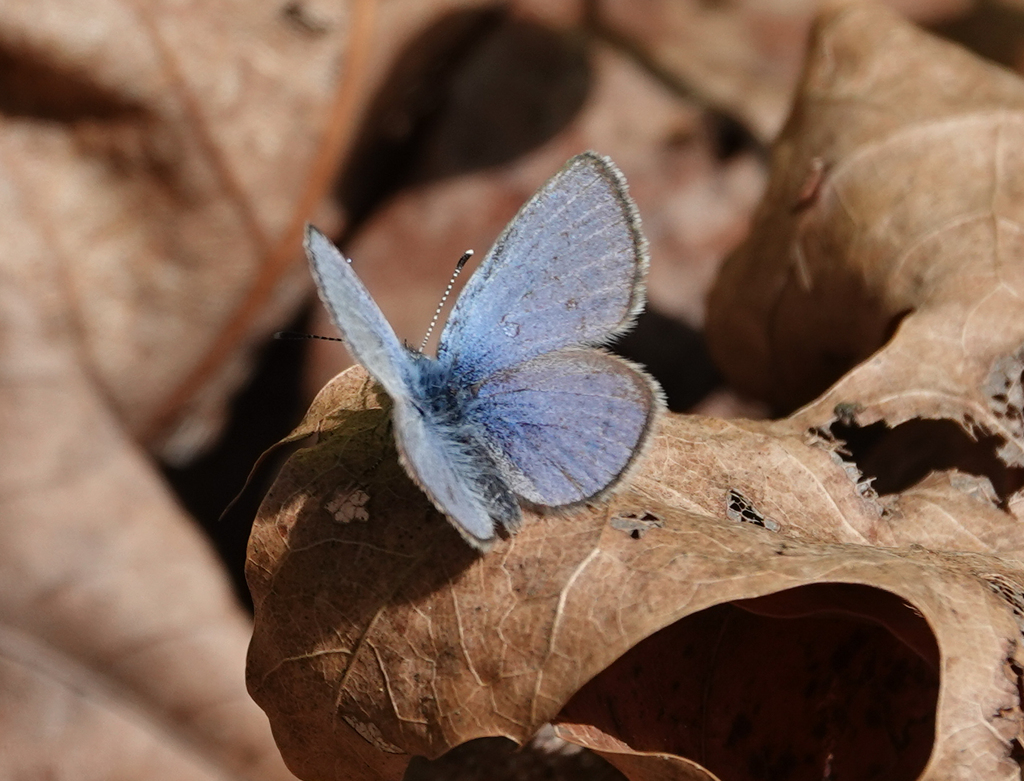 Summer Azure from Allegany County, MD, USA on April 13, 2024 at 01:24 ...