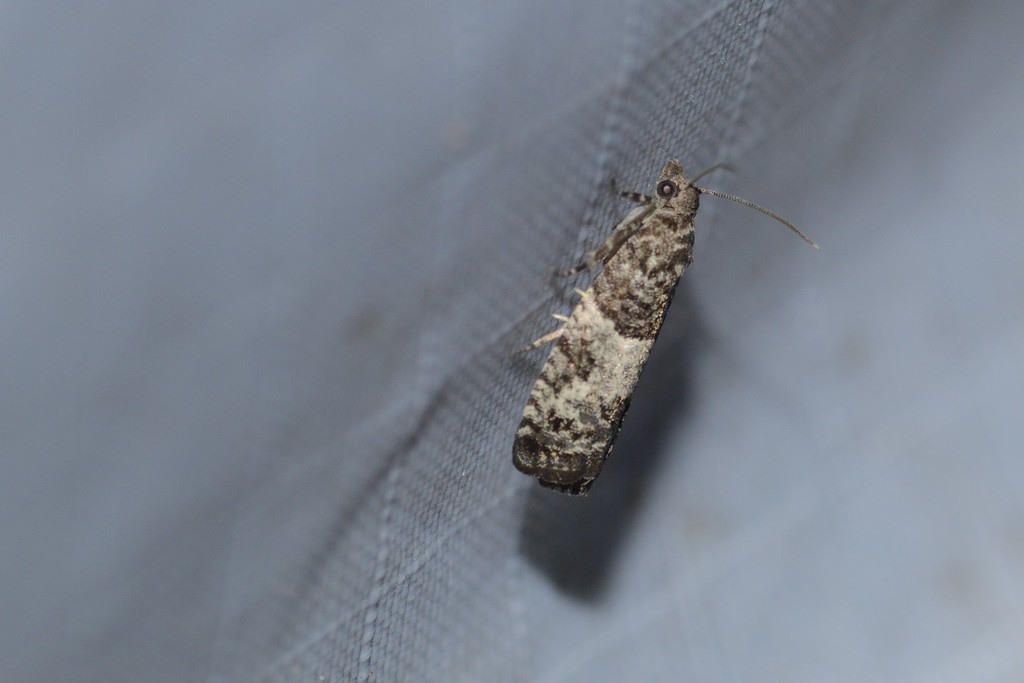 Larch-bud Moth from Pointe-au-Père, Tourbière - Rimouski, QC, Canada on ...