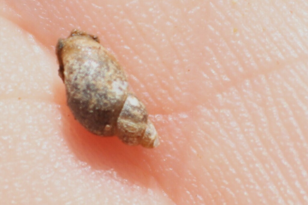 Marsh Fossaria from Oil City, PA 16301, USA on April 25, 2024 at 12:21 ...