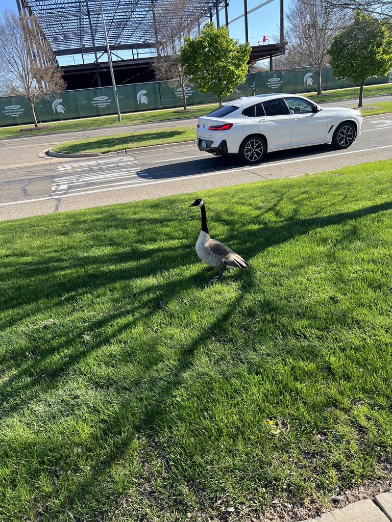Canada Goose from Breslin Student Events Center, East Lansing, MI, US ...