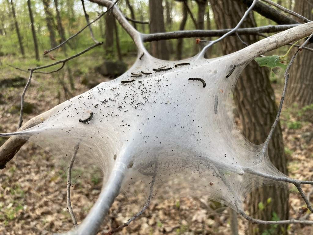 Eastern Tent Caterpillar Moth from Schwenksville, PA, US on April 25 ...