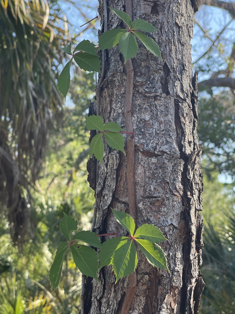 Virginia creeper from New College of Florida, Sarasota, FL, US on April ...