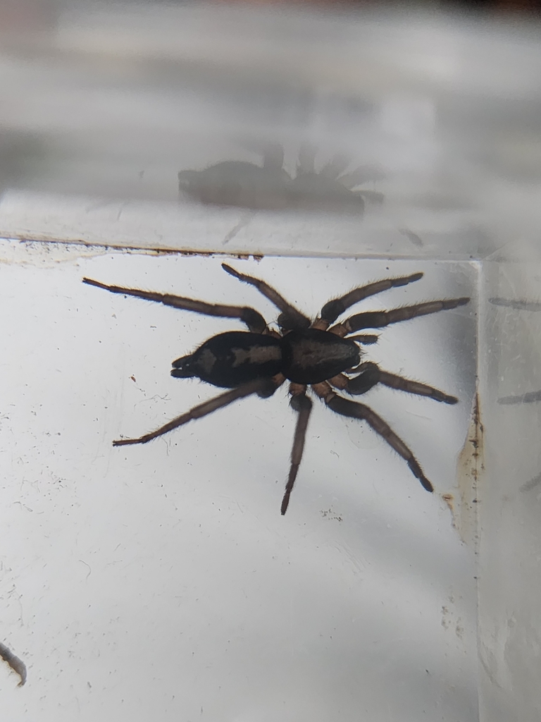 Eastern Parson Spider from Susquehanna Trails, PA, USA on April 25 ...