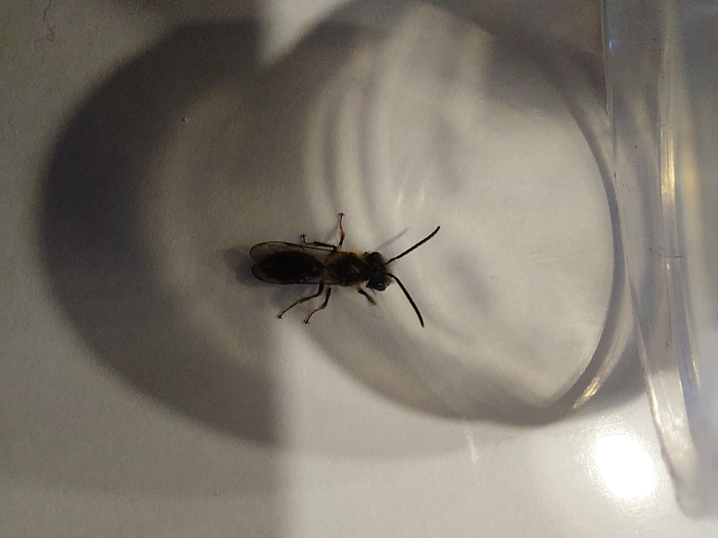 Mining Bees from Chemin de la Grande Ligne, Le Granit, QC G0Y 1E1 ...