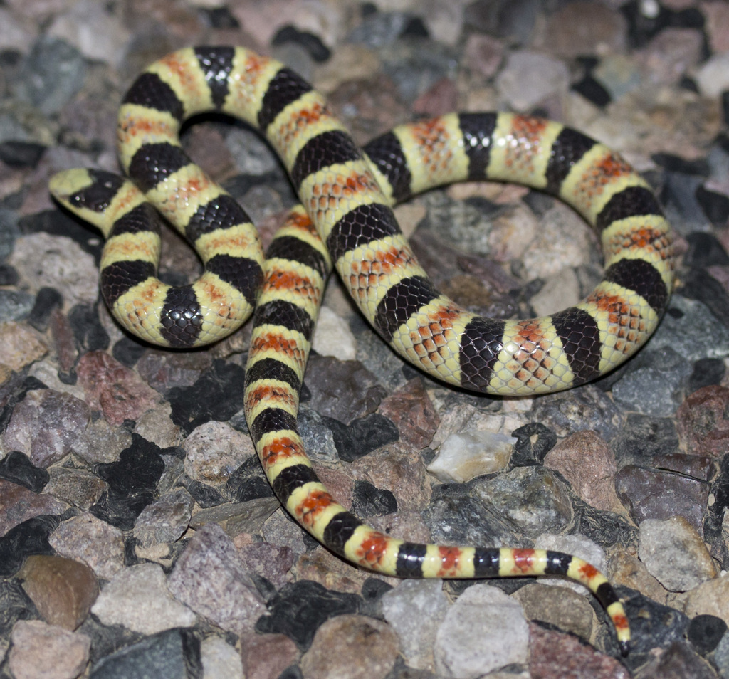 Tucson Shovelnose Snake in May 2016 by Cody Hough · iNaturalist