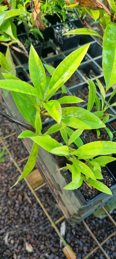 Climbing Guinea flower by Leo I · iNaturalist