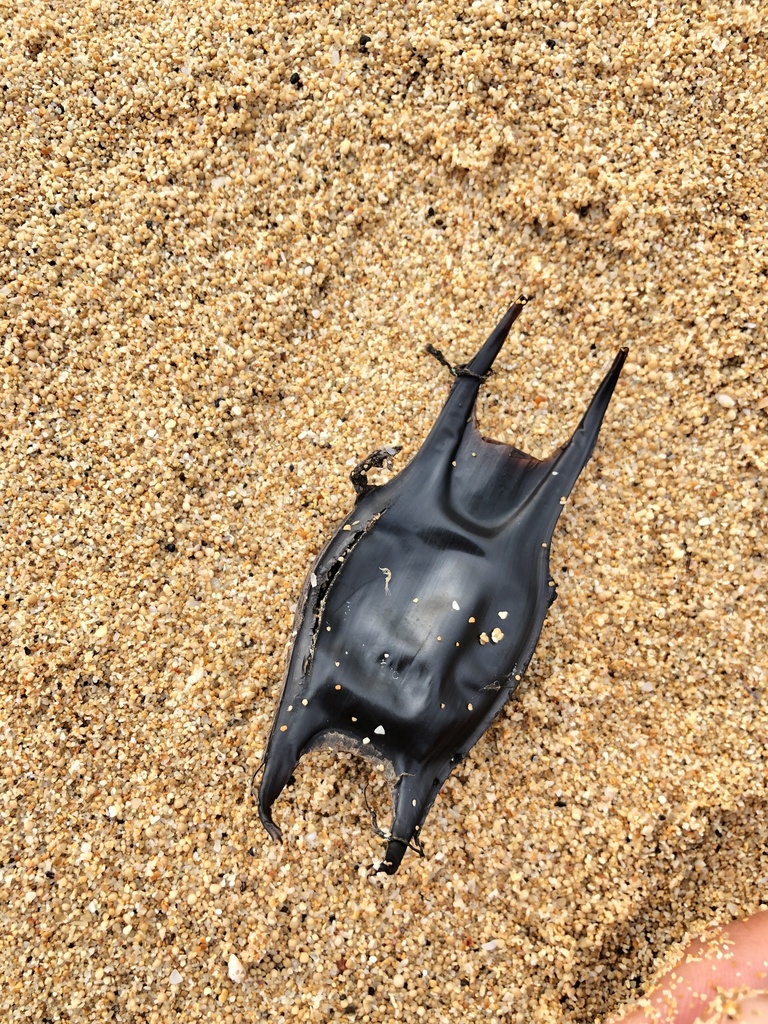 Hardnose Skates from Shanshui Beach, Magong, PEN, TW on April 26, 2024 ...