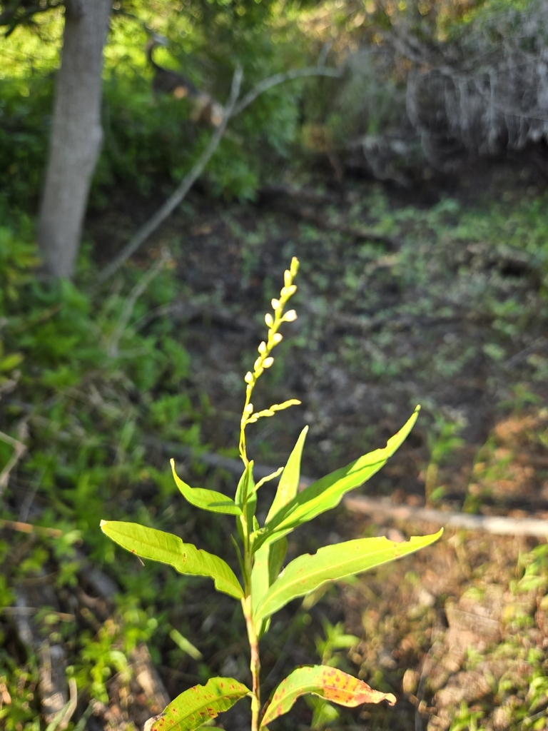 swamp smartweed from Sarasota, FL 34240, USA on April 25, 2024 at 05:44 ...