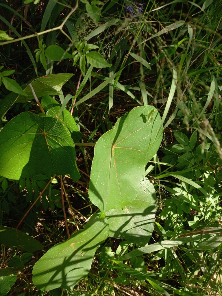 Elephant's Ear from Meadowbrook QLD 4131, Australia on April 26, 2024 ...