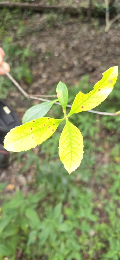 Indian Hawthorn from Burleigh Heads QLD 4220, Australia on April 26 ...