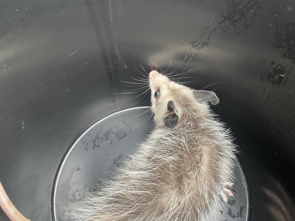 Virginia Opossum from South Loop W Fwy Svc Rd, Houston, TX, US on April 20, 2023 at 08:52 AM by ...