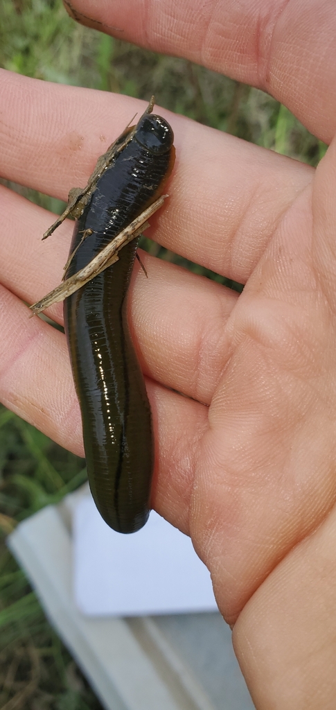 North American Medicinal Leech from Ellettsville, IN 47429, USA on ...