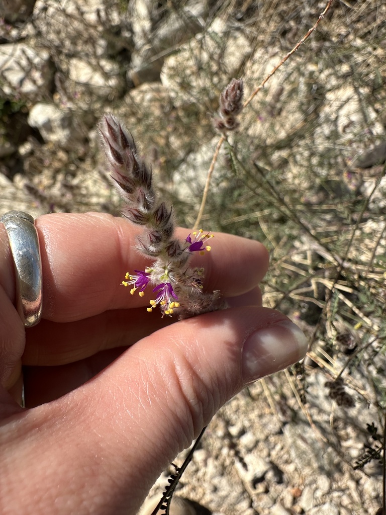 Pringle's Prairie Clover from Coronado National Forest, Tucson, AZ, US ...